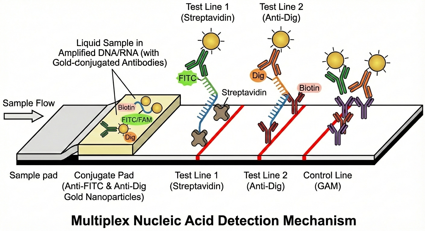 Custom PCR Development Services | Attogene - Attogene